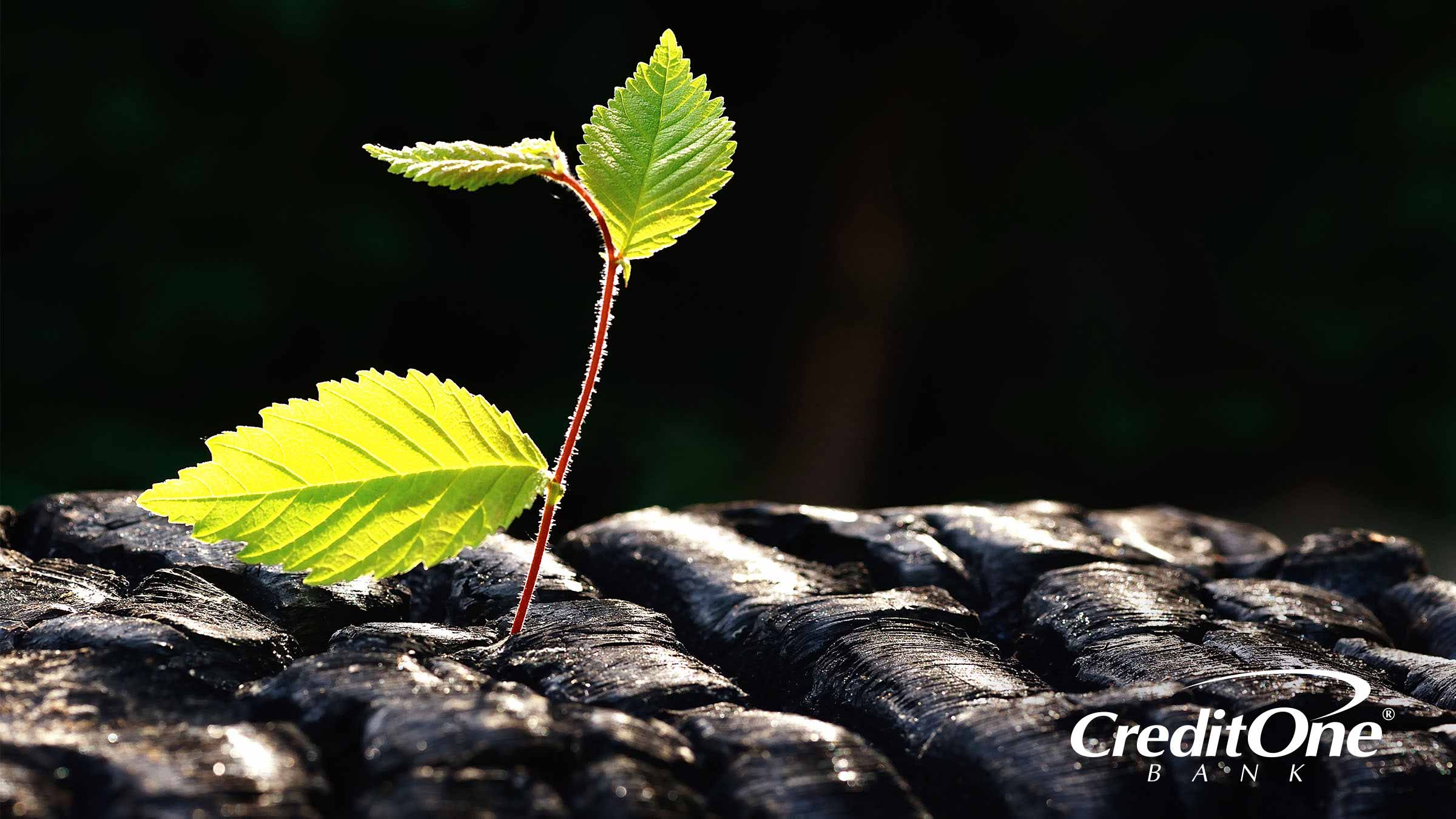 What To Know About Credit Cards After Bankruptcy | Credit One Bank